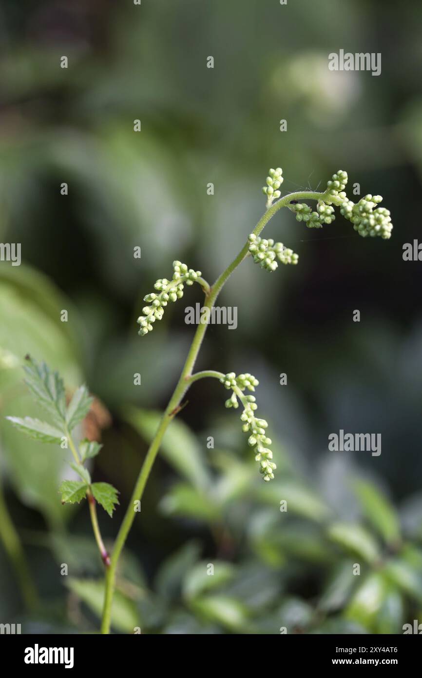 Dwarf goatee (Aruncus aethusifolius) in the garden Stock Photo - Alamy