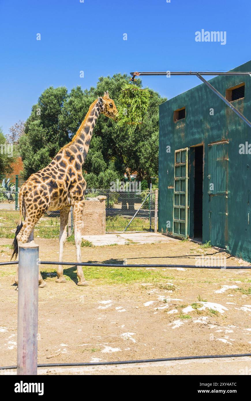 Eating giraffe, Safari Park, Majorca Stock Photo - Alamy