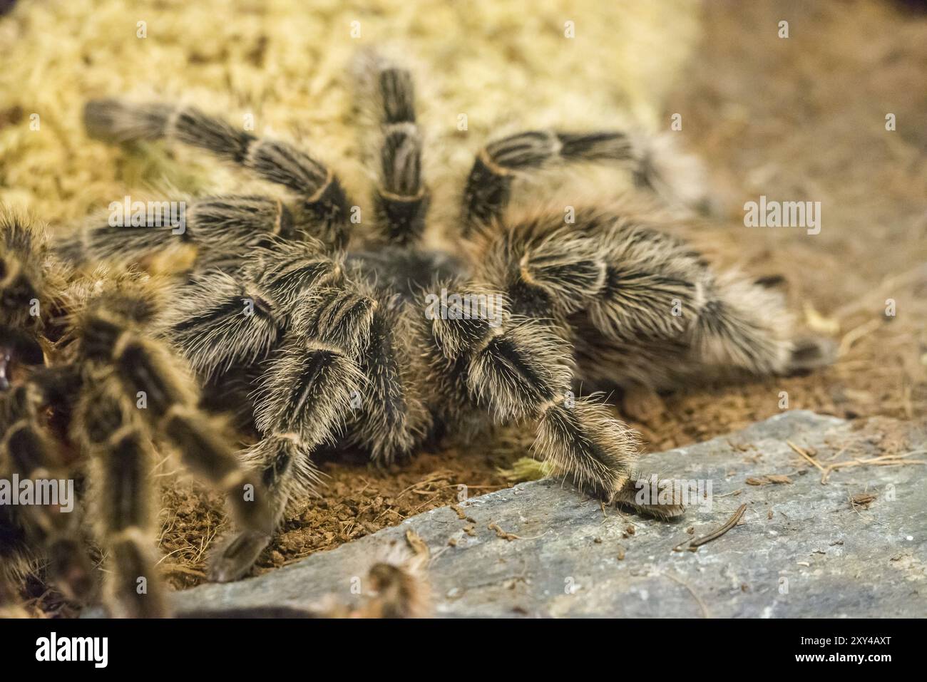 Poisonous tarantula in a terrarium Stock Photo - Alamy