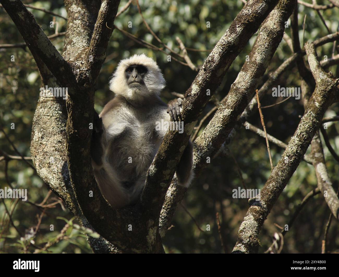 Grey langur monkey sitting on a tree. Scene in the Langtang national ...