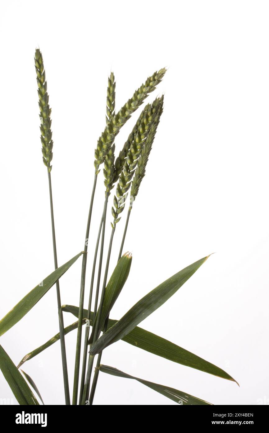 Single wheat plants on a white background Stock Photo - Alamy