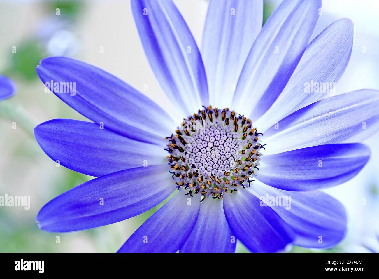 Senetti cineraria hi-res stock photography and images - Alamy