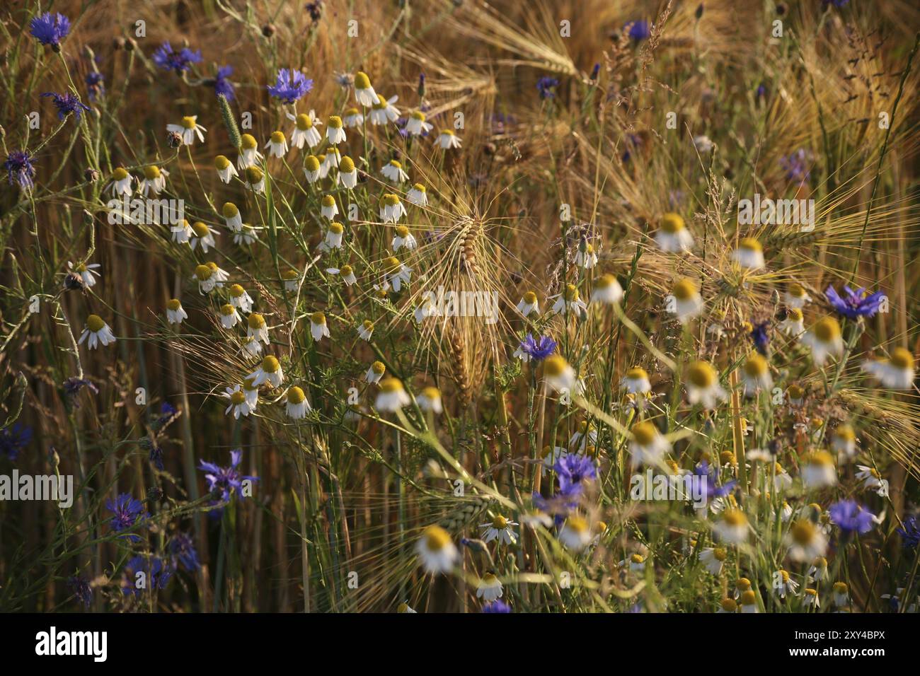 Field grain barley camomile hi-res stock photography and images - Alamy