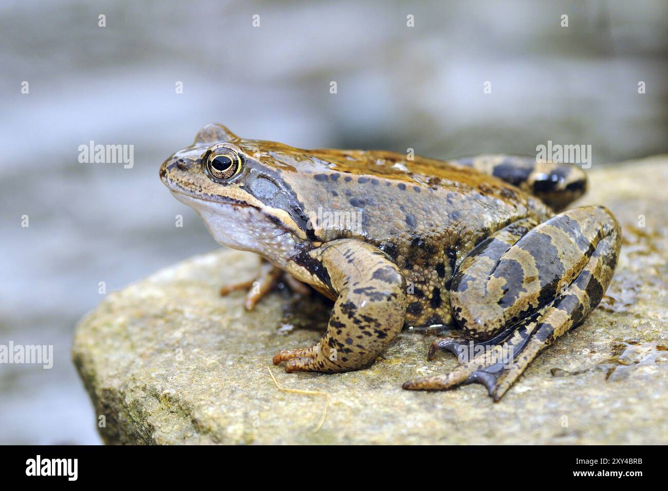 Spring female frog Stock Photo - Alamy