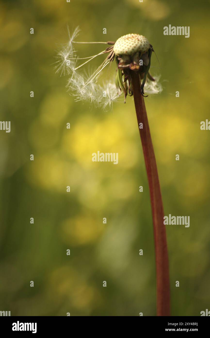 Last seed on dandelion head hi-res stock photography and images - Alamy