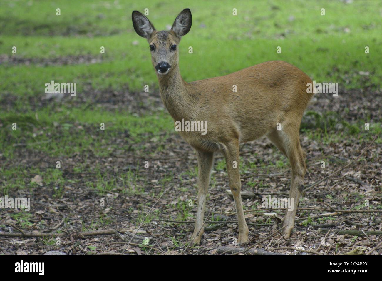 Deer in a forest clearing Stock Photo - Alamy