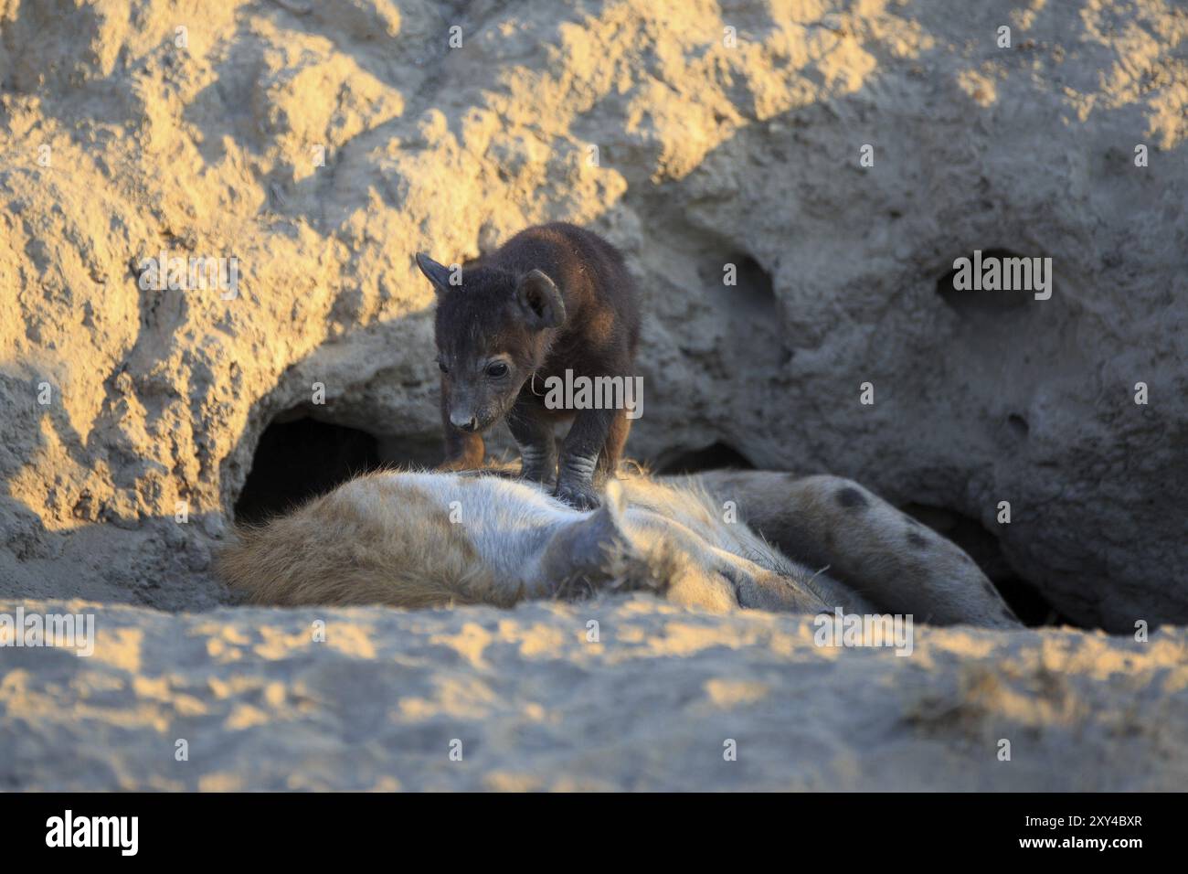 Hyena jawbone hi-res stock photography and images - Alamy
