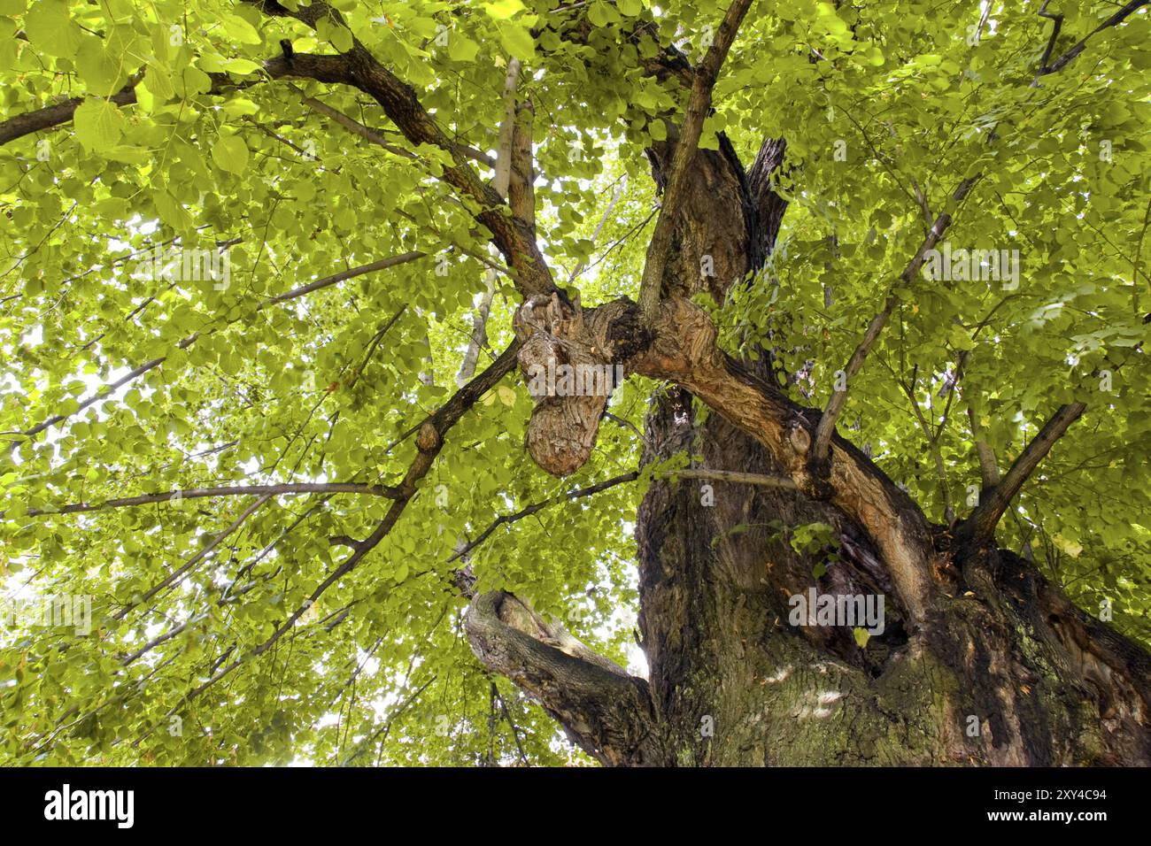 Millennial linden tree hi-res stock photography and images - Alamy