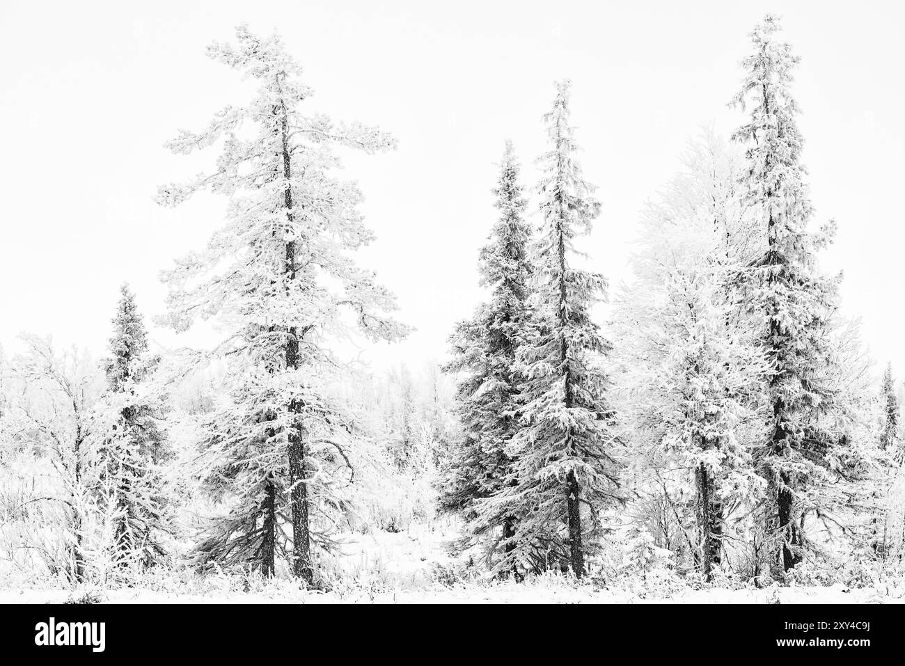 Park zone spruce Cut Out Stock Images & Pictures - Alamy