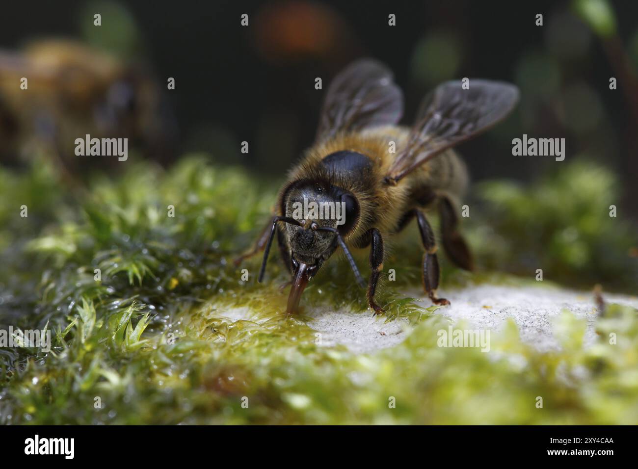Honey bee fetches water from wet moss Stock Photo - Alamy
