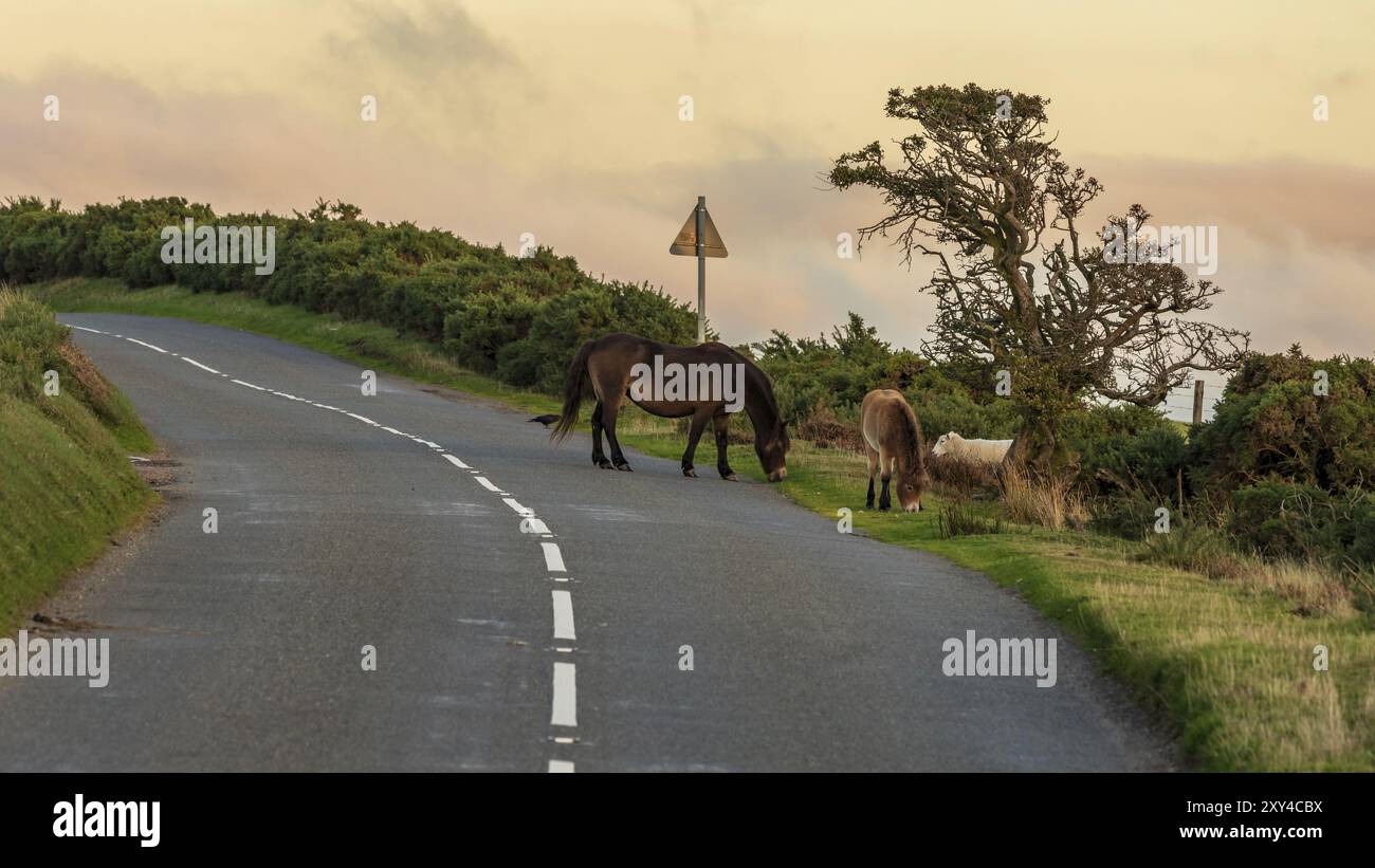 Wild Exmoor Ponies and a sheep, seen on Porlock Hill in Somerset ...