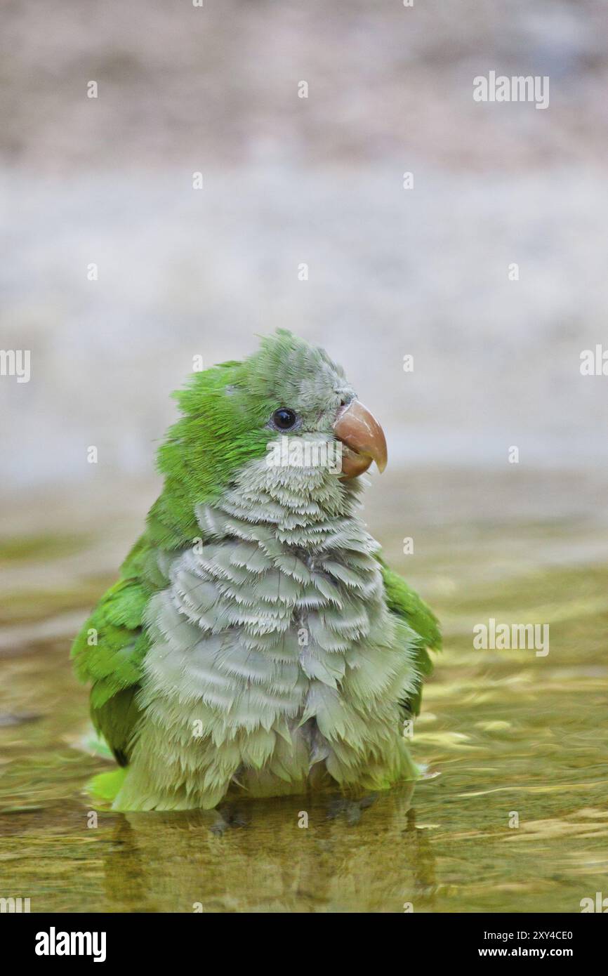Parakeet bath hi-res stock photography and images - Alamy