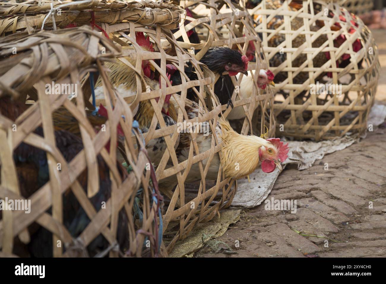 Nepalese Chicken sticking its head out of a wooden cage Stock Photo - Alamy