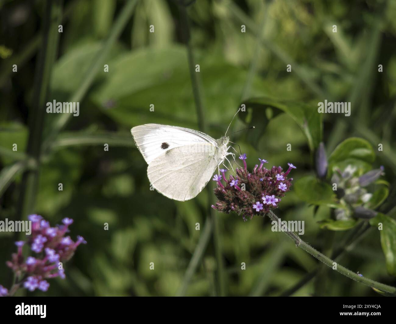 Little tiny white butterfly hi-res stock photography and images - Alamy