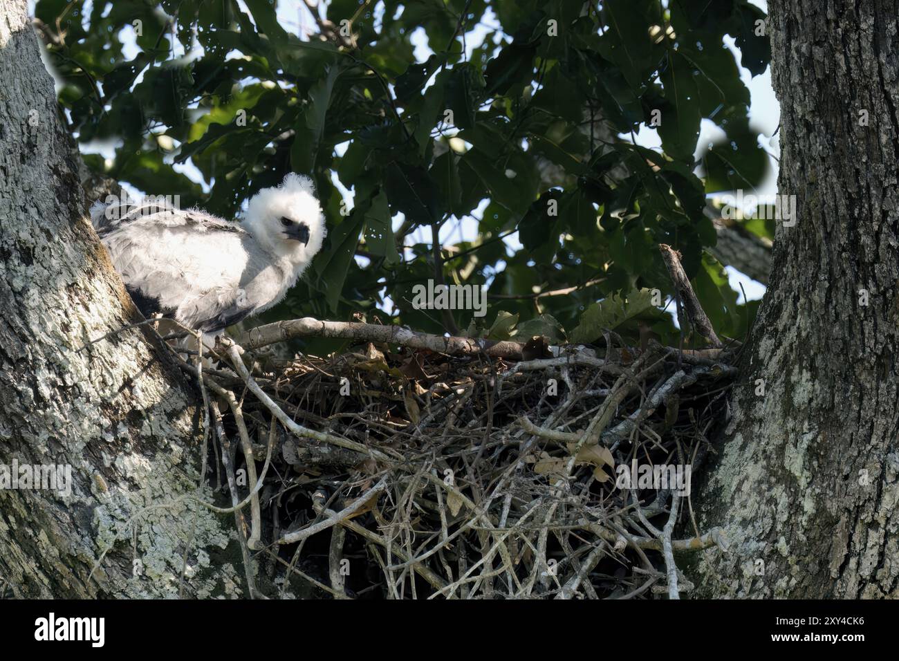 4 month old Harpy Eagle chick, Harpia harpyja, in the nest, Alta ...