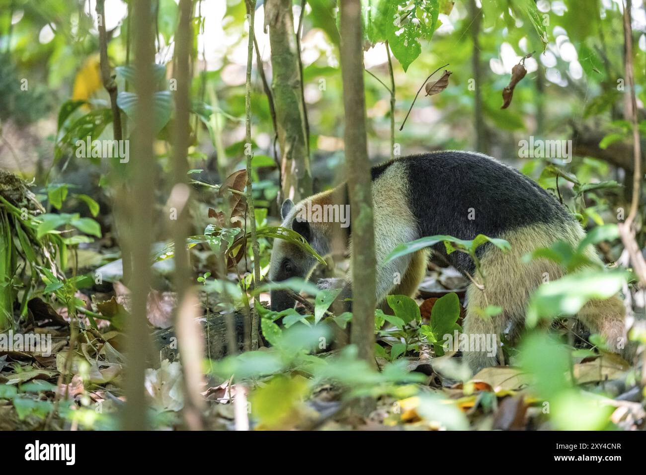 Northern tamandua (Tamandua mexicana), adult, foraging in the ...