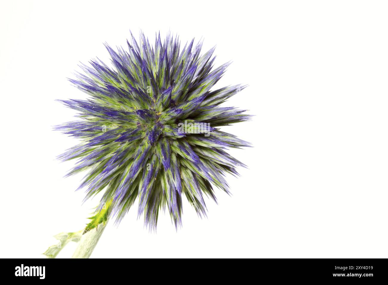 Blue globe thistle echinops bannaticus Cut Out Stock Images & Pictures ...