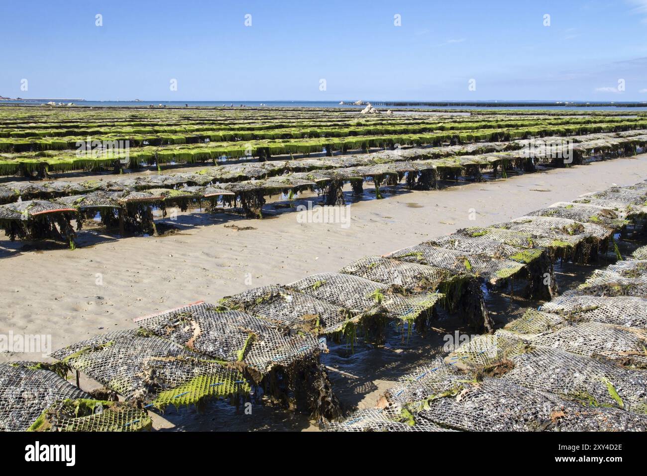 Oyster farm on the Channel Island of Jersey Stock Photo - Alamy