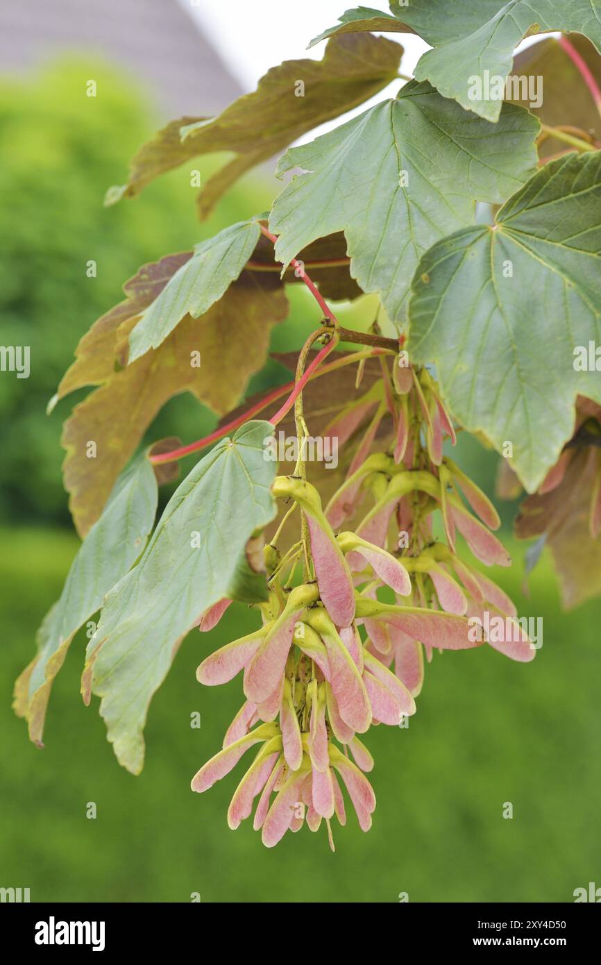 The Norway maple (Acer platanoides), also known as the Norway maple ...