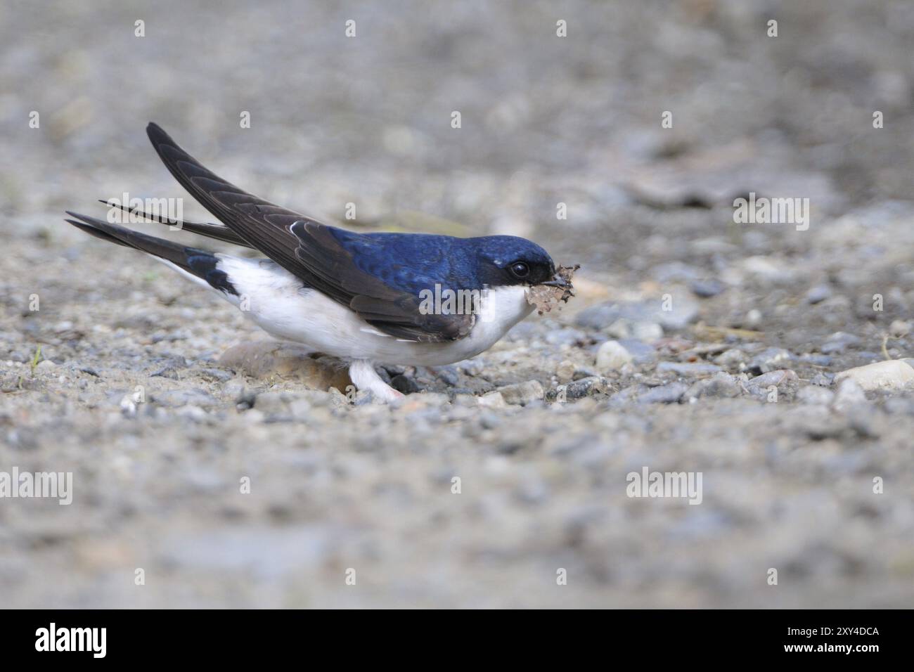 Common House Martin with nesting material. House Martin with nesting ...