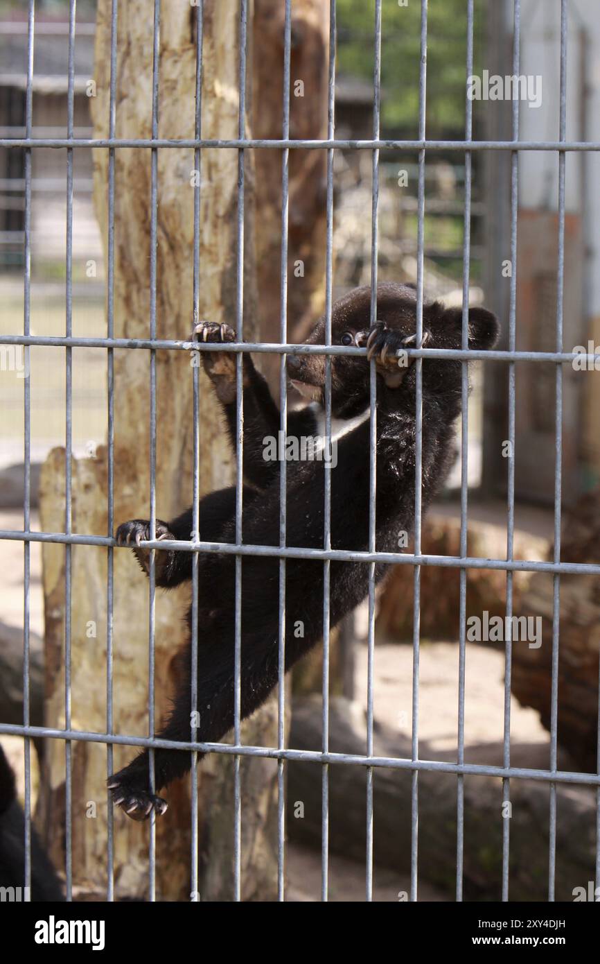 Collar bear, climbing on the cage bars Stock Photo - Alamy