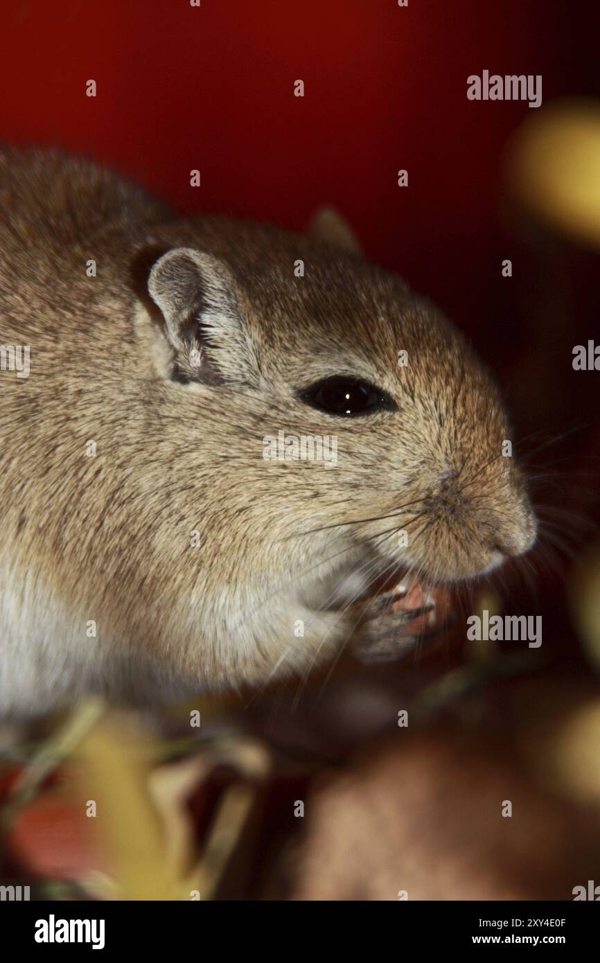 Mongolian gerbil (Meriones Stock Photo - Alamy