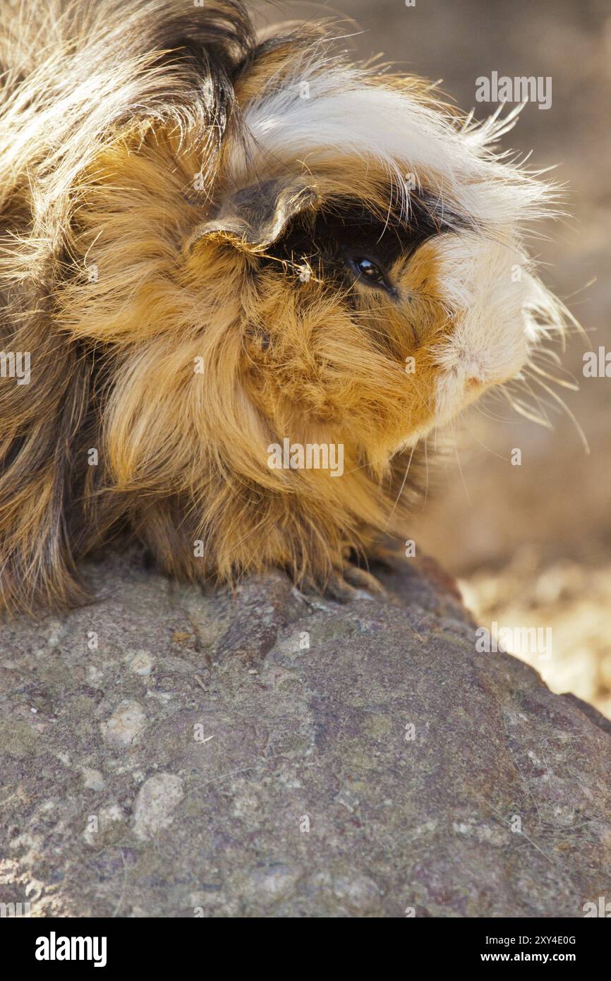 Domestic guinea pig (Cavia porcellus form. domestica), rosette guinea ...