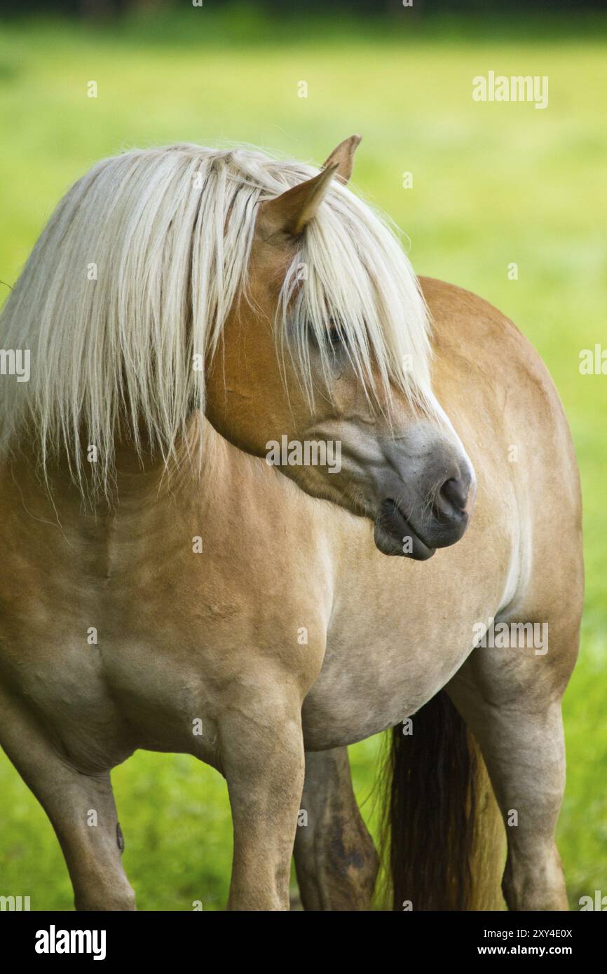Haflinger on the pasture Stock Photo - Alamy
