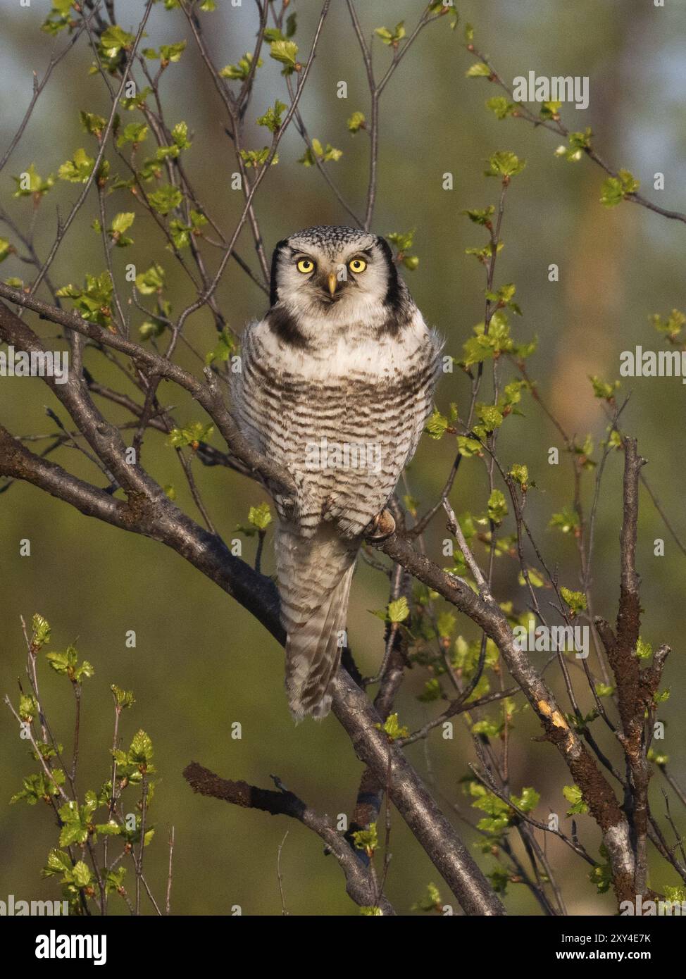 Hawk Owl (Surnia ulula), adult male, perched in a Hairy Birch tree ...
