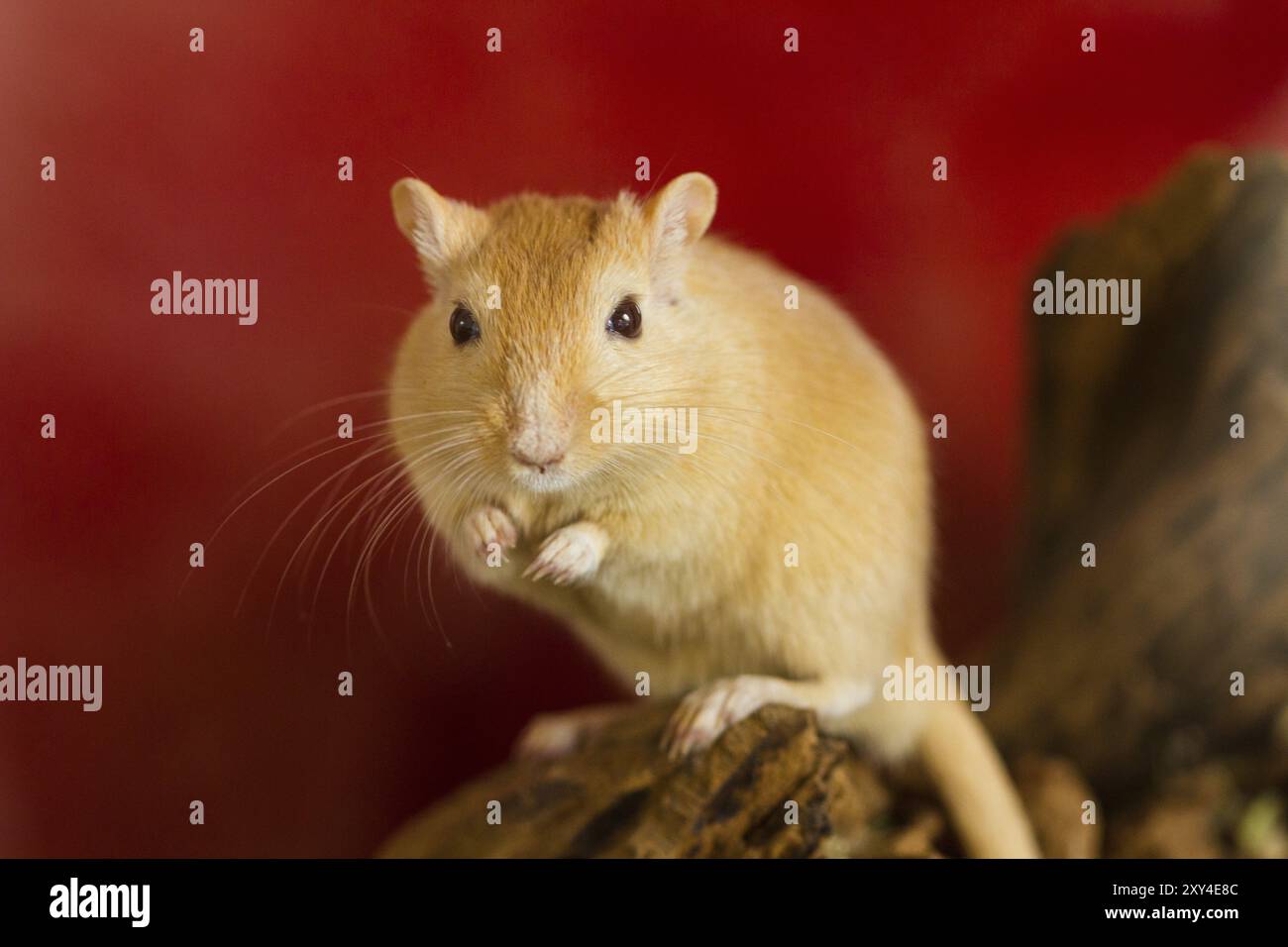 Gerbil desert rats hi-res stock photography and images - Alamy