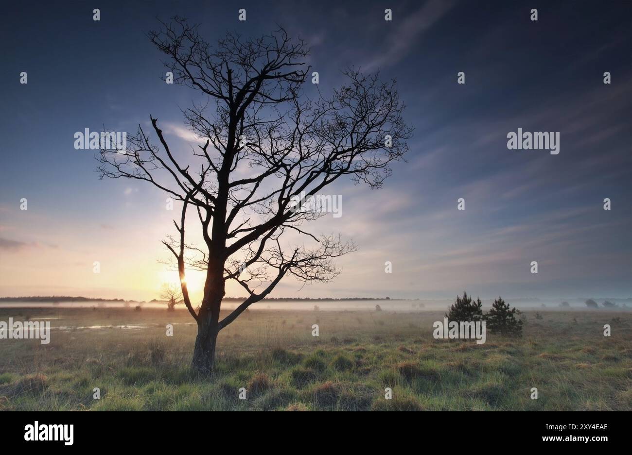Dry tree in swamp hi-res stock photography and images - Alamy