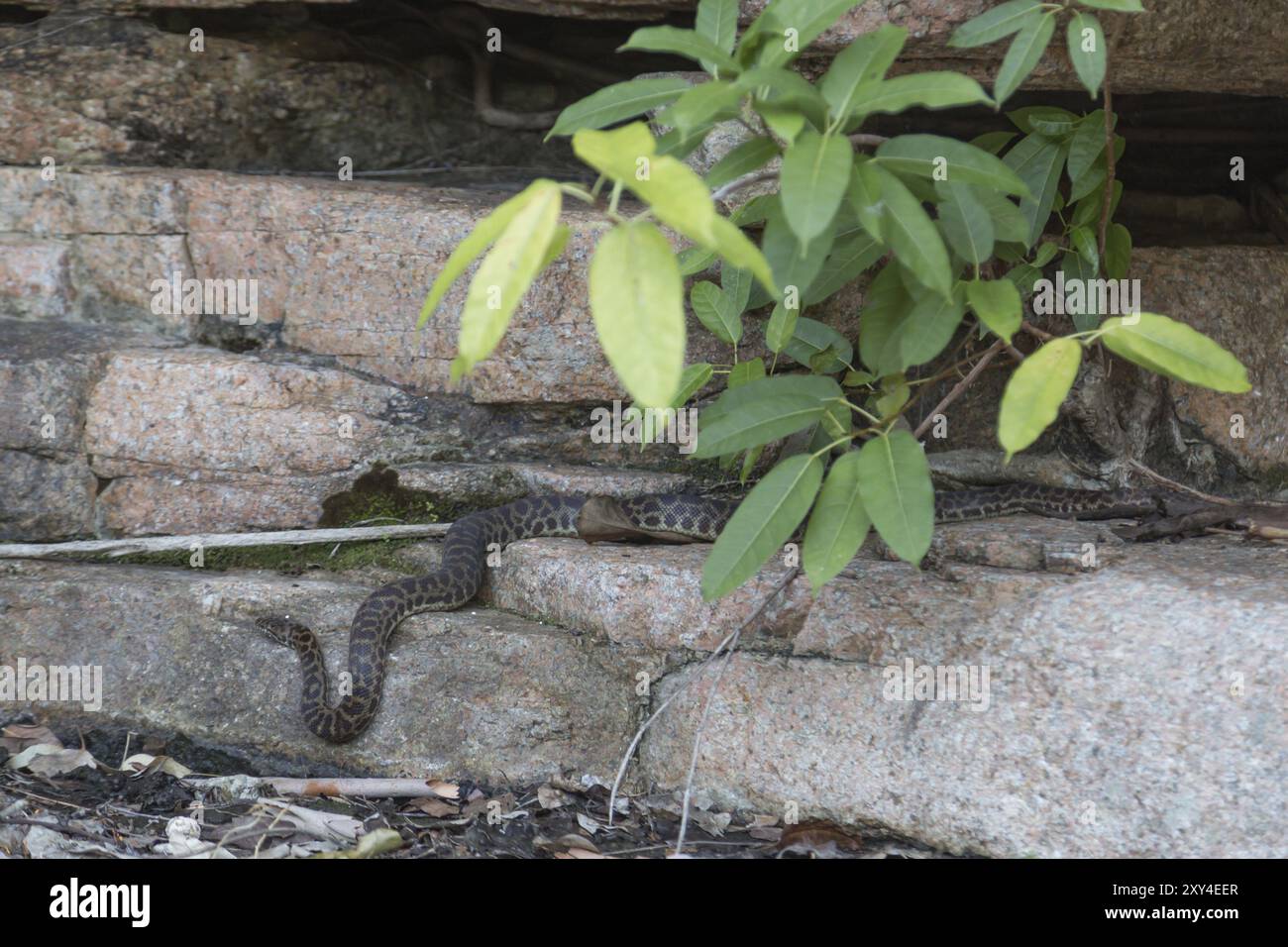 Childrens pythons hi-res stock photography and images - Alamy