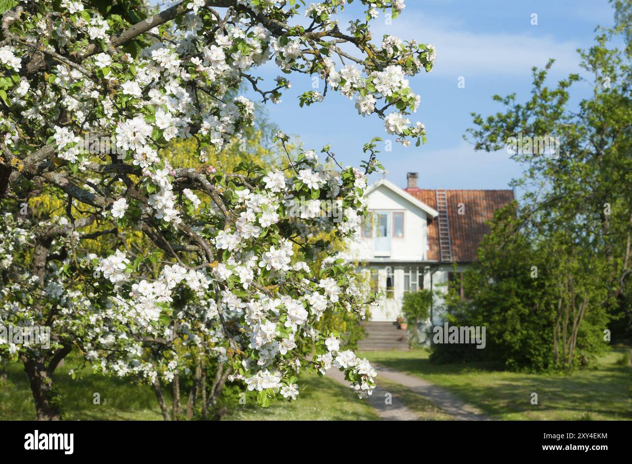 Blooming apple tree in front of a farmhouse in the swedish countryside ...
