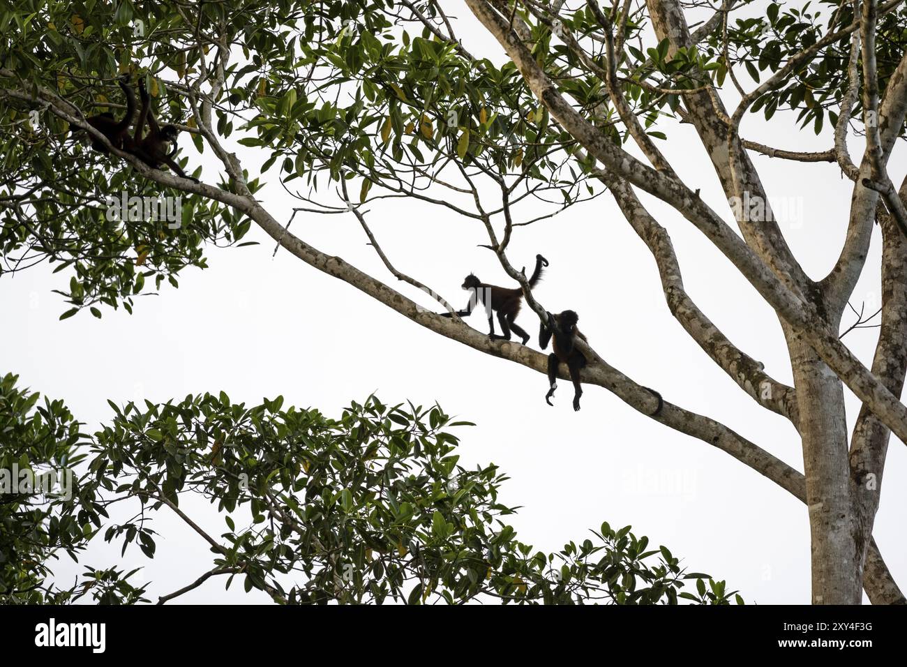 Geoffroy's spider monkey (Ateles geoffroyi), two monkeys in a tree ...