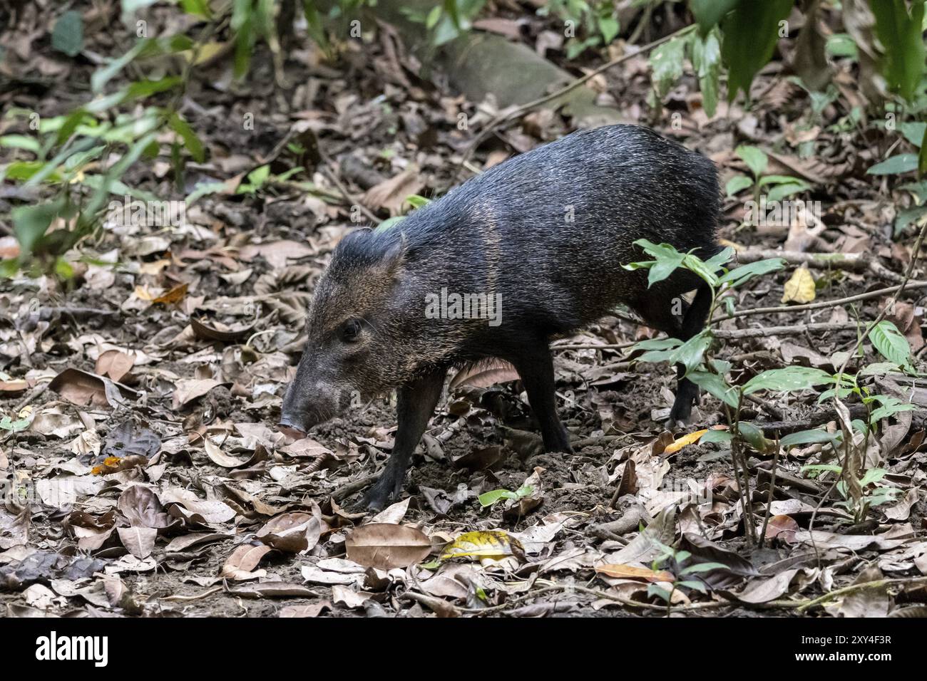 Peccary javelina skunk pig hi-res stock photography and images - Alamy