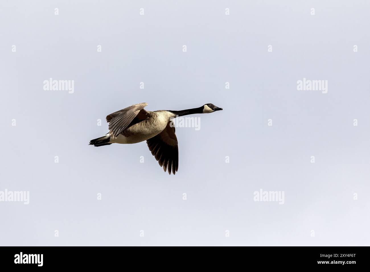 Natural scene from Wisconsin, USA, North America Stock Photo - Alamy