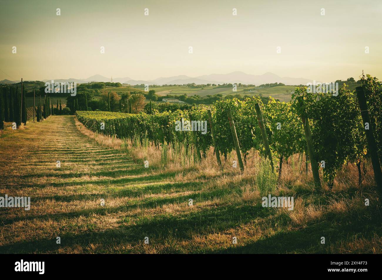 Vineyard fields in vintage style Stock Photo - Alamy