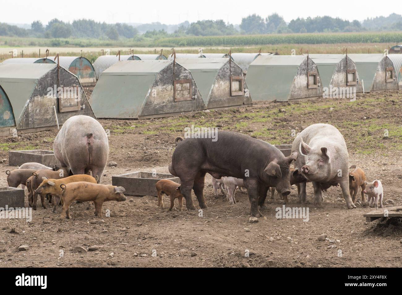 Pigs in the outdoor enclosure. Pigs outdoor Stock Photo - Alamy