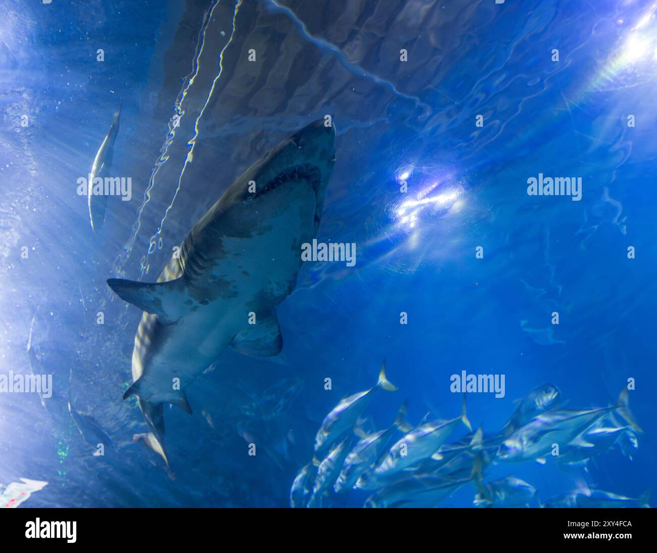 Large shark in the National Marine Aquarium, Plymouth UK Stock Photo ...
