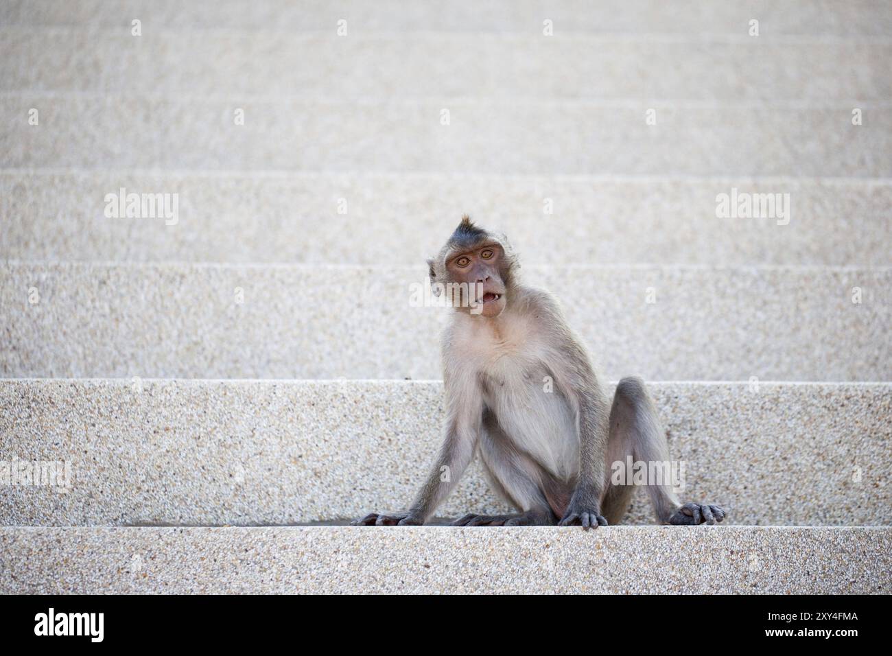 Monkey steps hi-res stock photography and images - Alamy