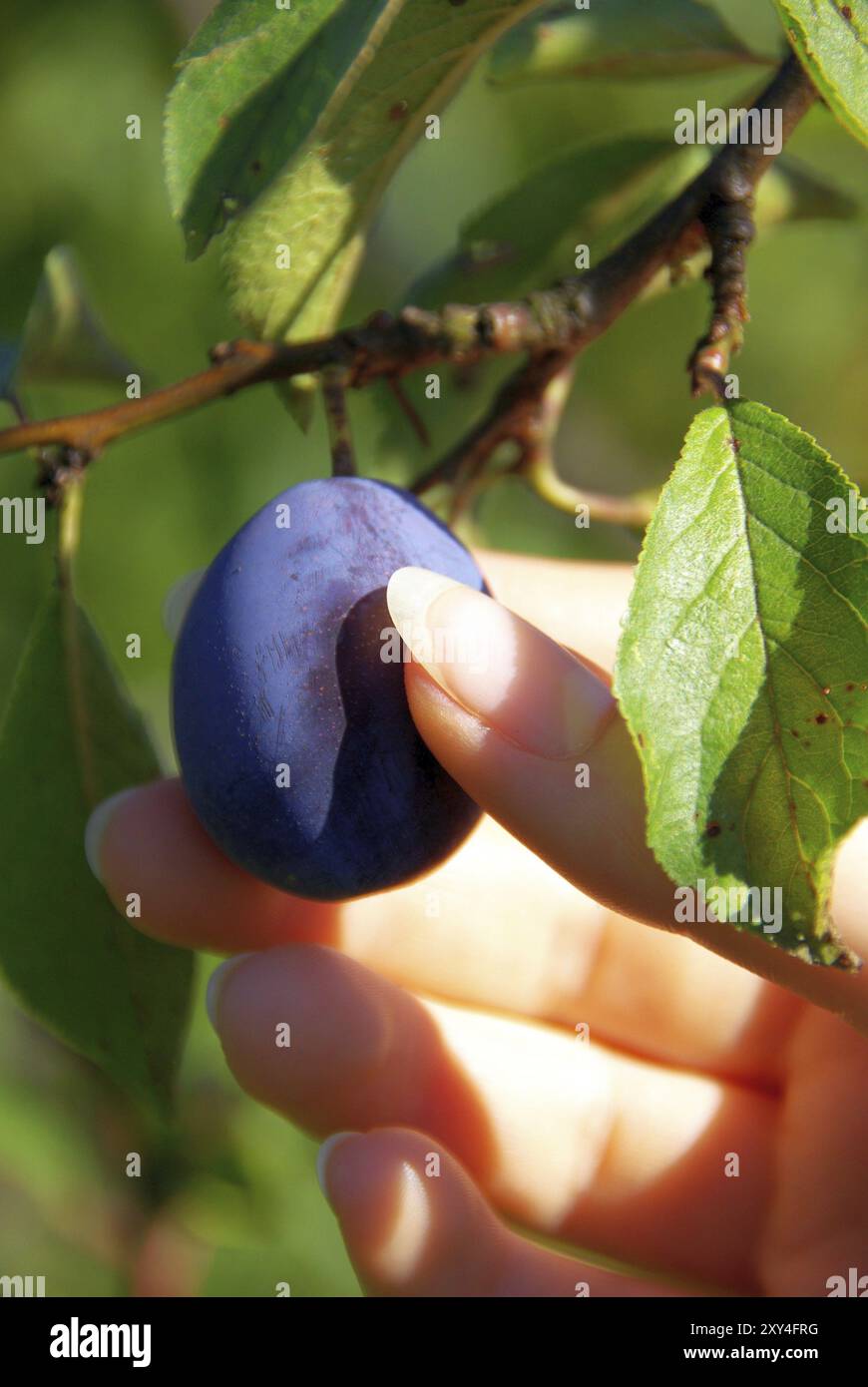 Plum 01 hi-res stock photography and images - Alamy
