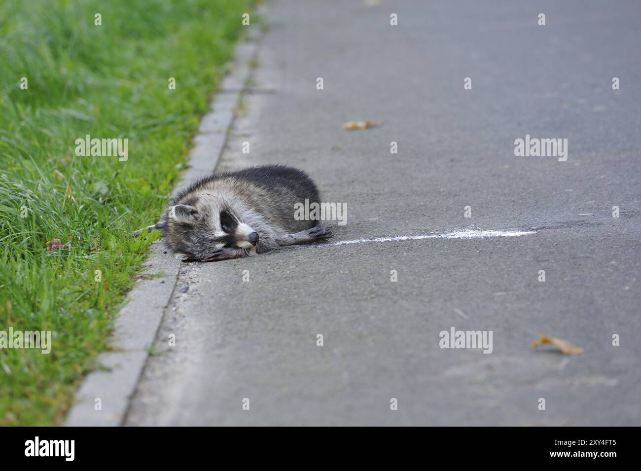 Raccoon street hi-res stock photography and images - Alamy