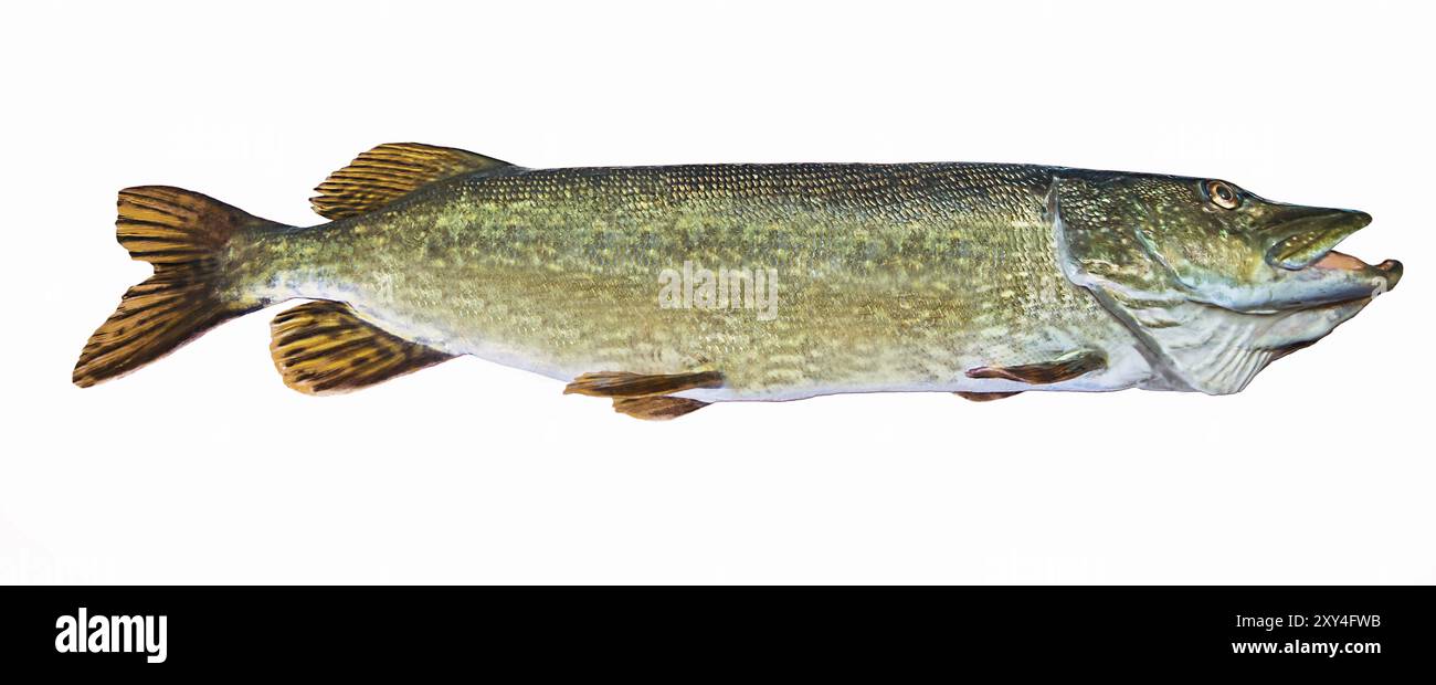 Open free Cut Out Stock Images & Pictures - Alamy