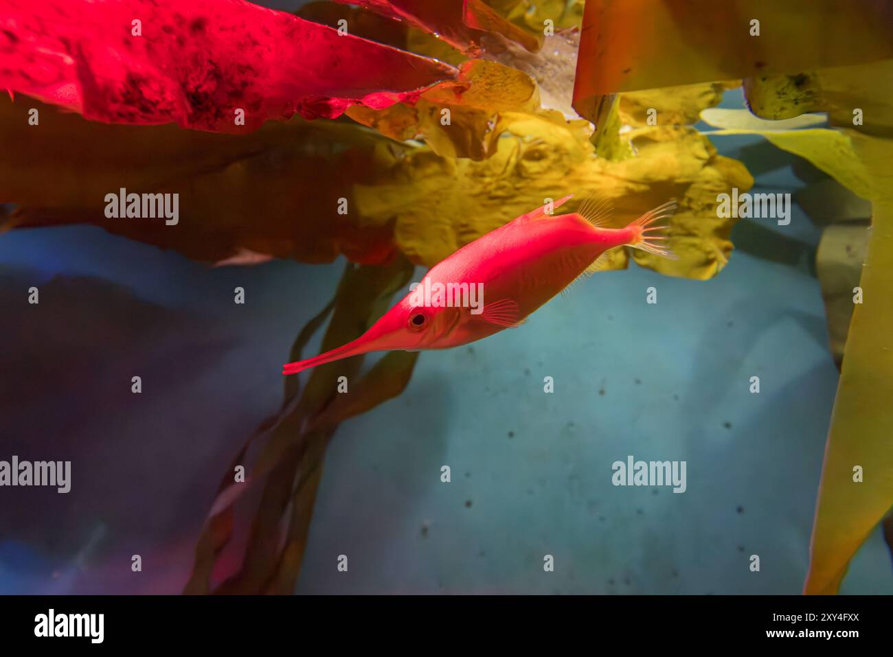 Longspine Snipefish [ Macroramphosus scolopax ] in the National Marine ...