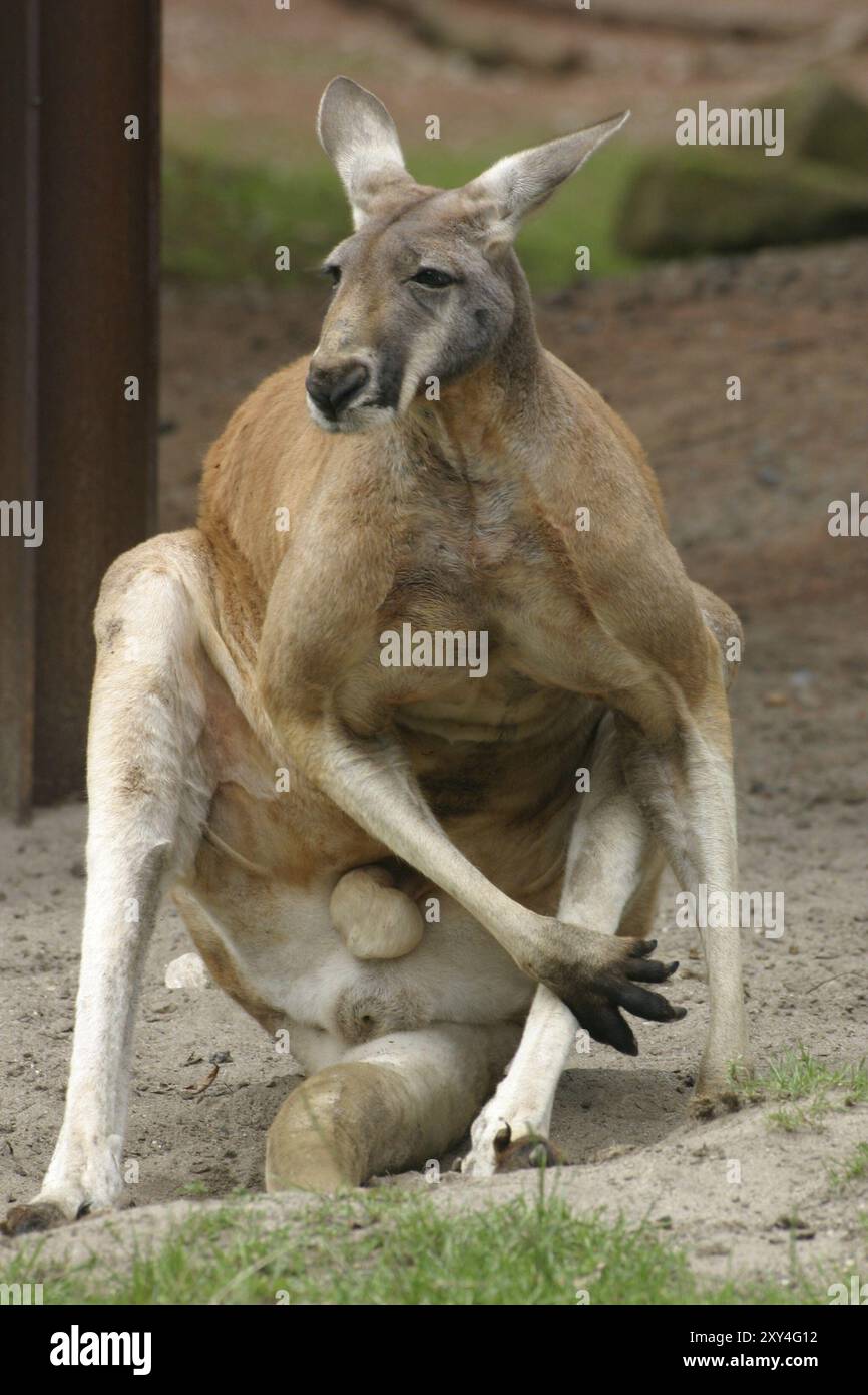 Red giant kangaroo Stock Photo - Alamy
