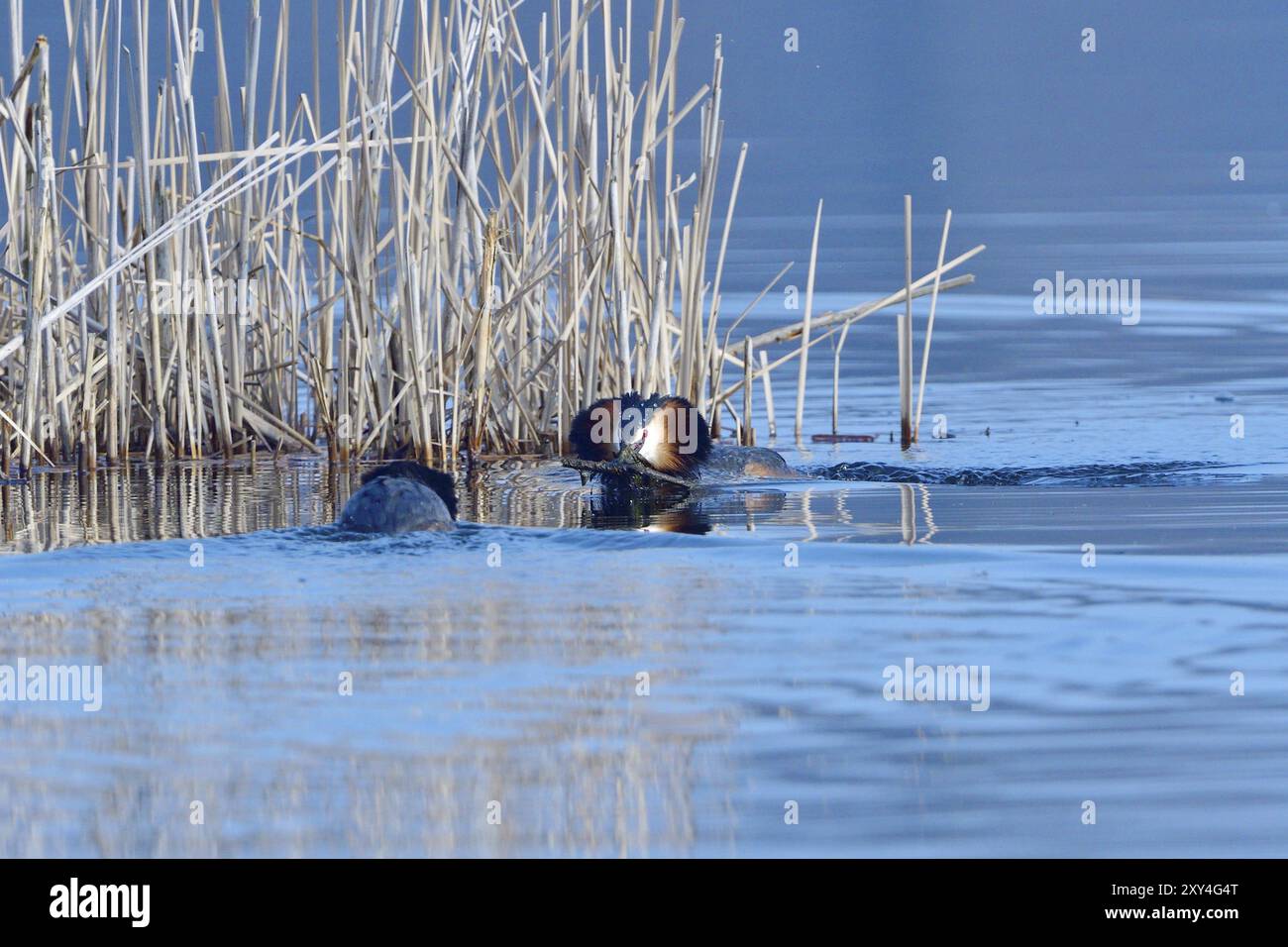 Great crested grebe displaying during mating ritual Stock Photo - Alamy