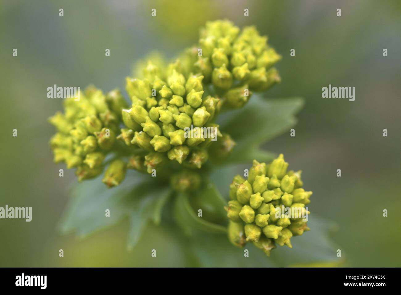 Dolde hi-res stock photography and images - Alamy