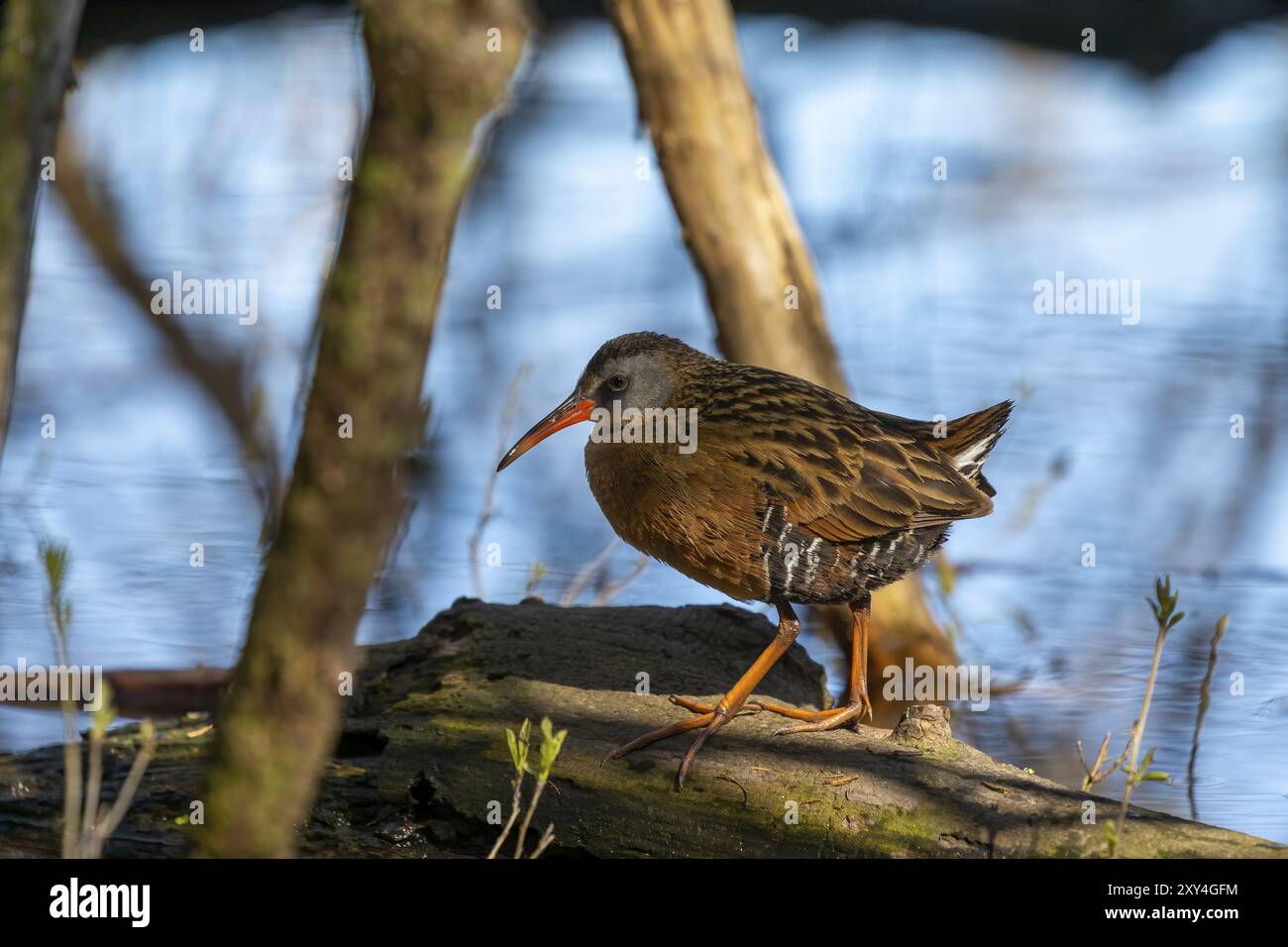 Virginia rail (Rallus limicola) in marsh. Narural scene from Wisconsin USA Stock Photo - Alamy