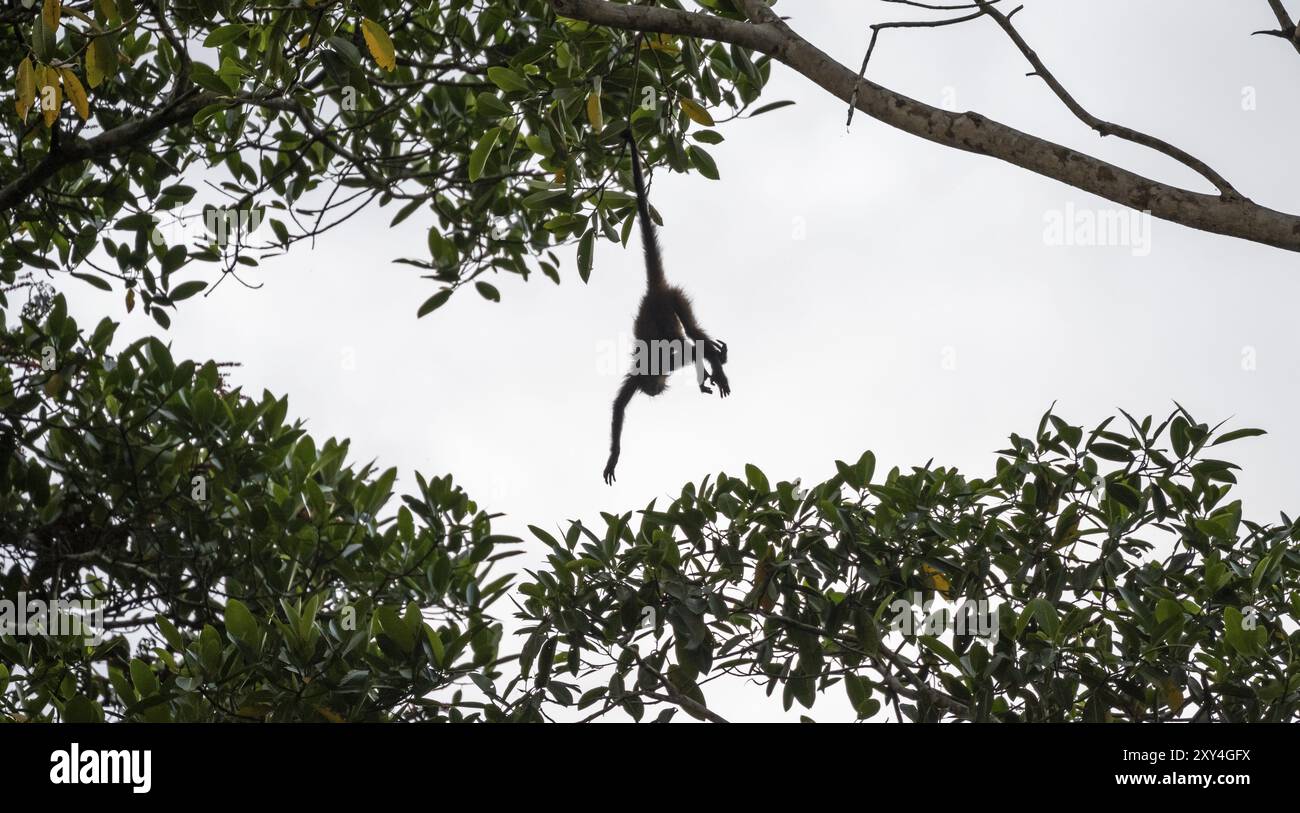 Monkey hanging hi-res stock photography and images - Alamy