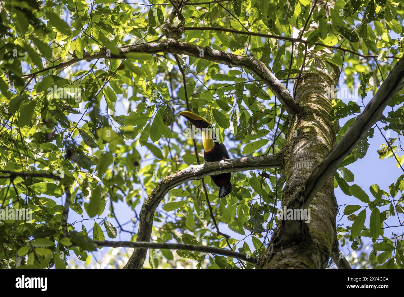 Black-mandibled toucan (Ramphastos ambiguus) sitting on a branch ...